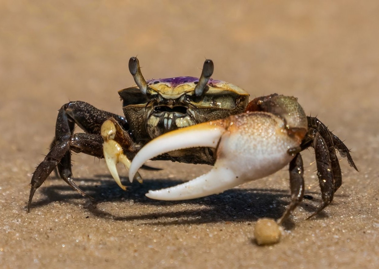 Pincer Movement – Candy Hunter