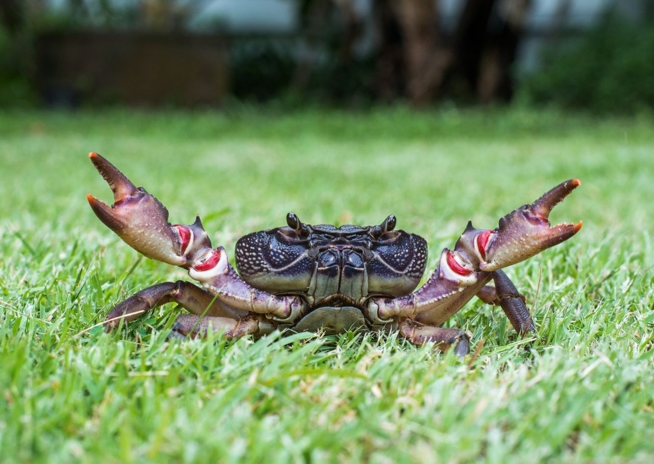 Pincer Movement – Candy Hunter