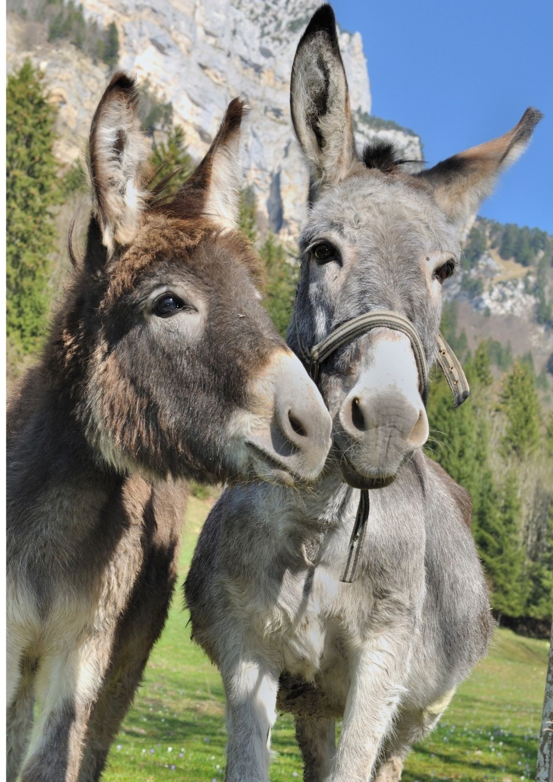 Donkeys’ Tale – Candy Hunter