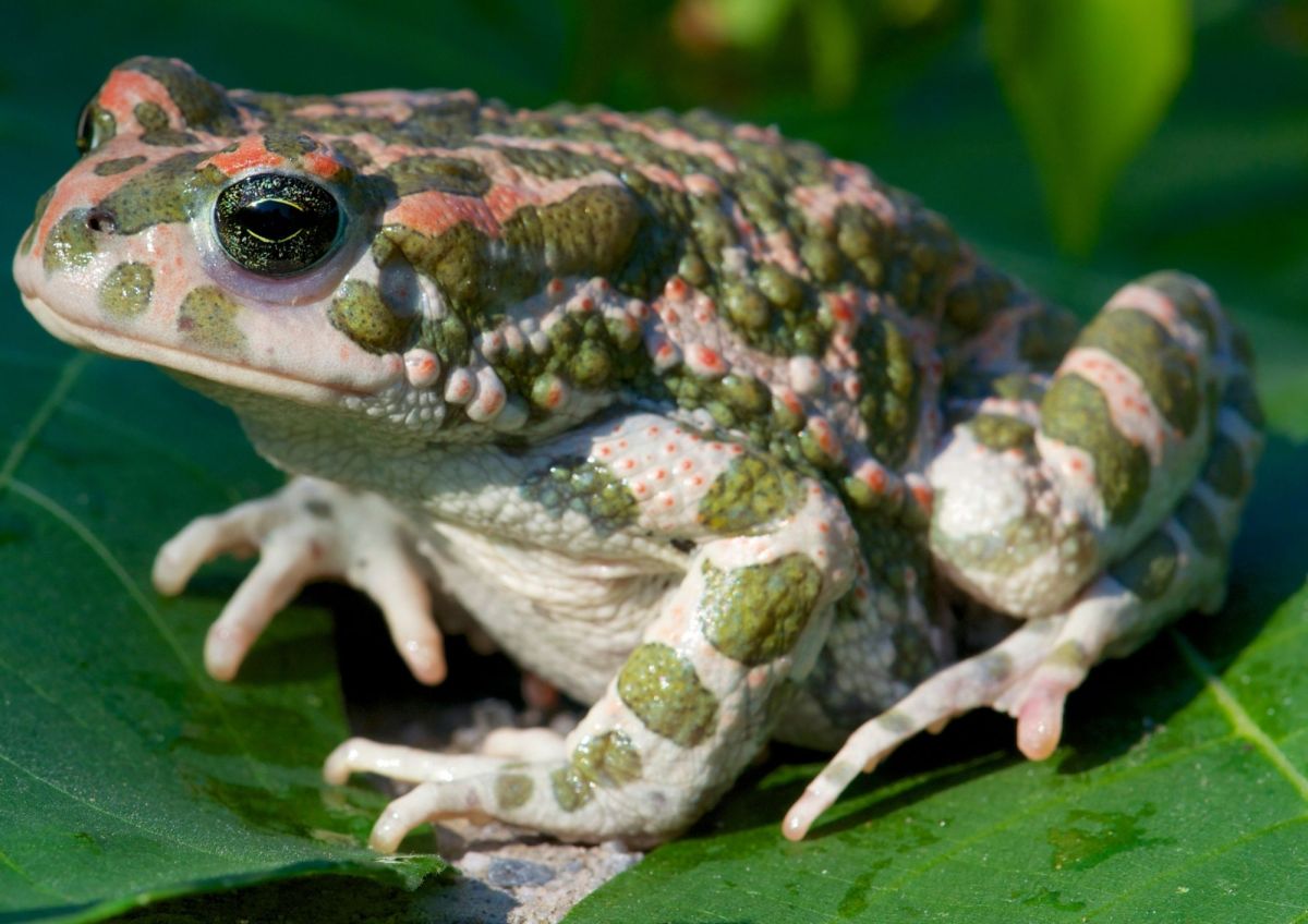 Toad Tale – Candy Hunter