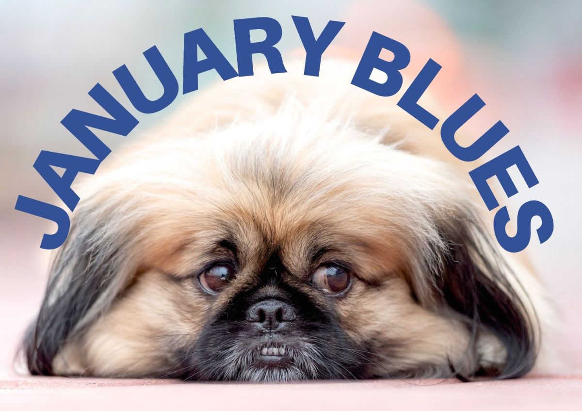 January Blues? – Candy Hunter